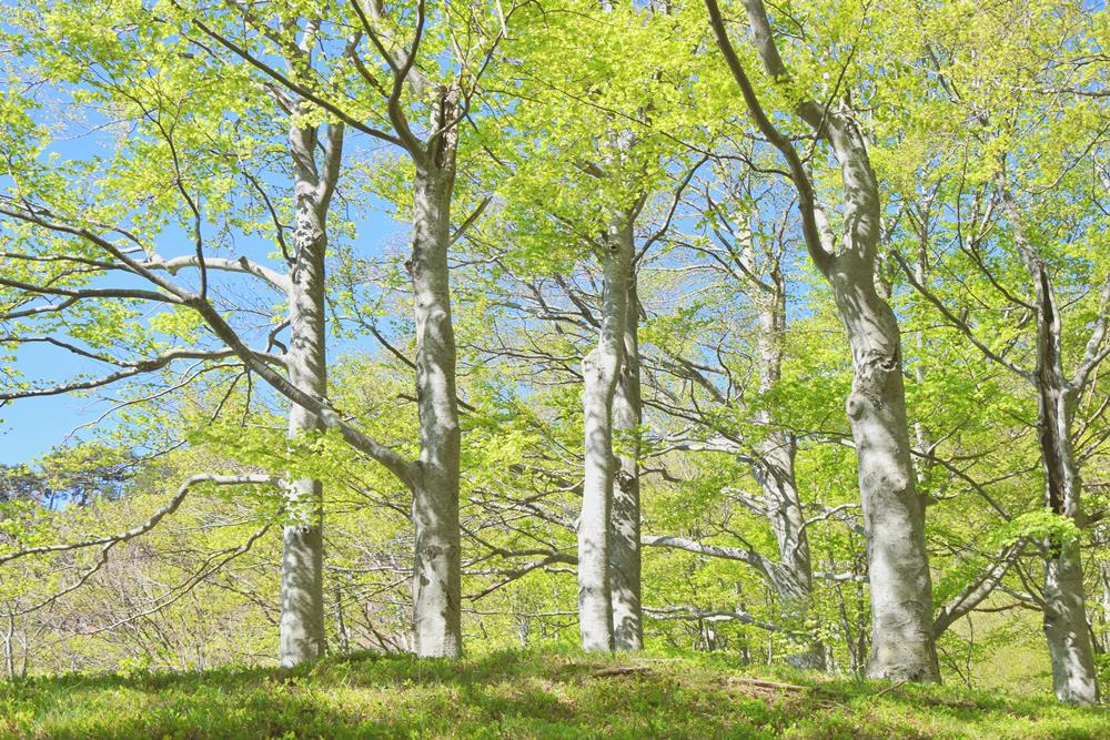 “Bukove prašume i izvorne bukove šume Karpata i ostalih regija Europe ...